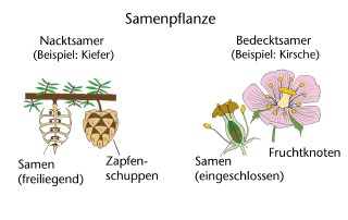 Samenpflanzen • Aufbau, Bedecktsamer, Nacktsamer · [mit Video]