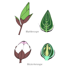 Knospe
