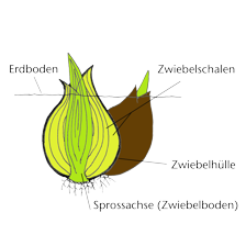 Zwiebel