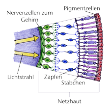 Netzhaut