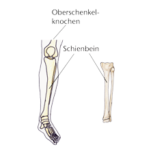 Schienbein